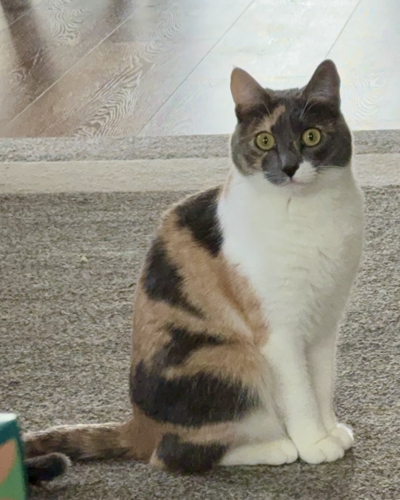 Sunday School – Follow Sunday's Clicker Training Journey In CatSchool